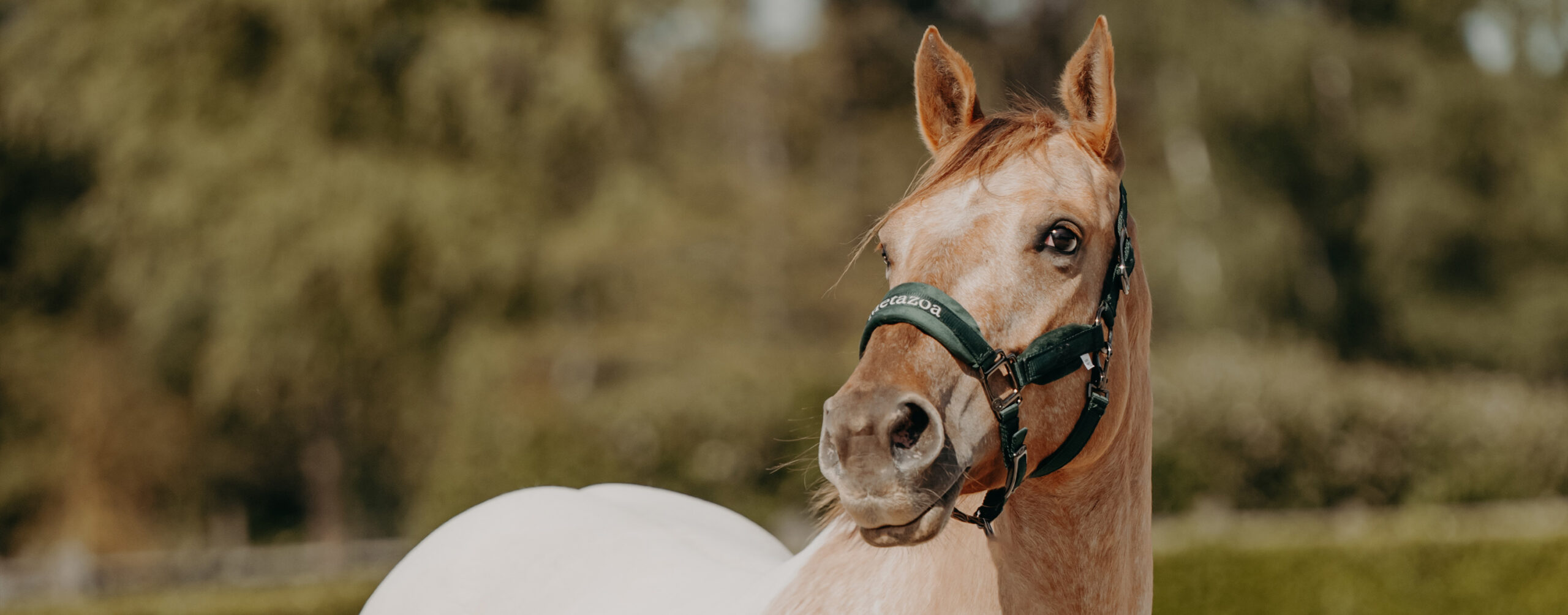 PROFESSIONAL - Metazoa